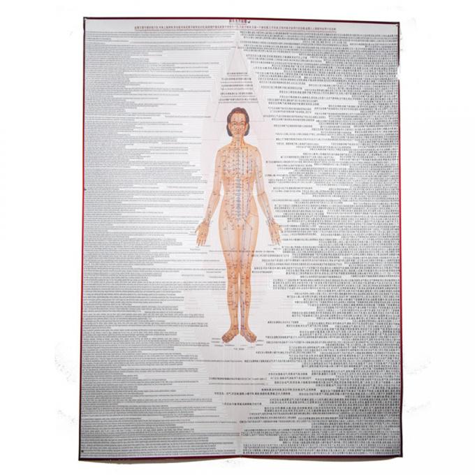 Traditional Acupuncture Diagram Of Human Body TCM Acupuncture Points Chart